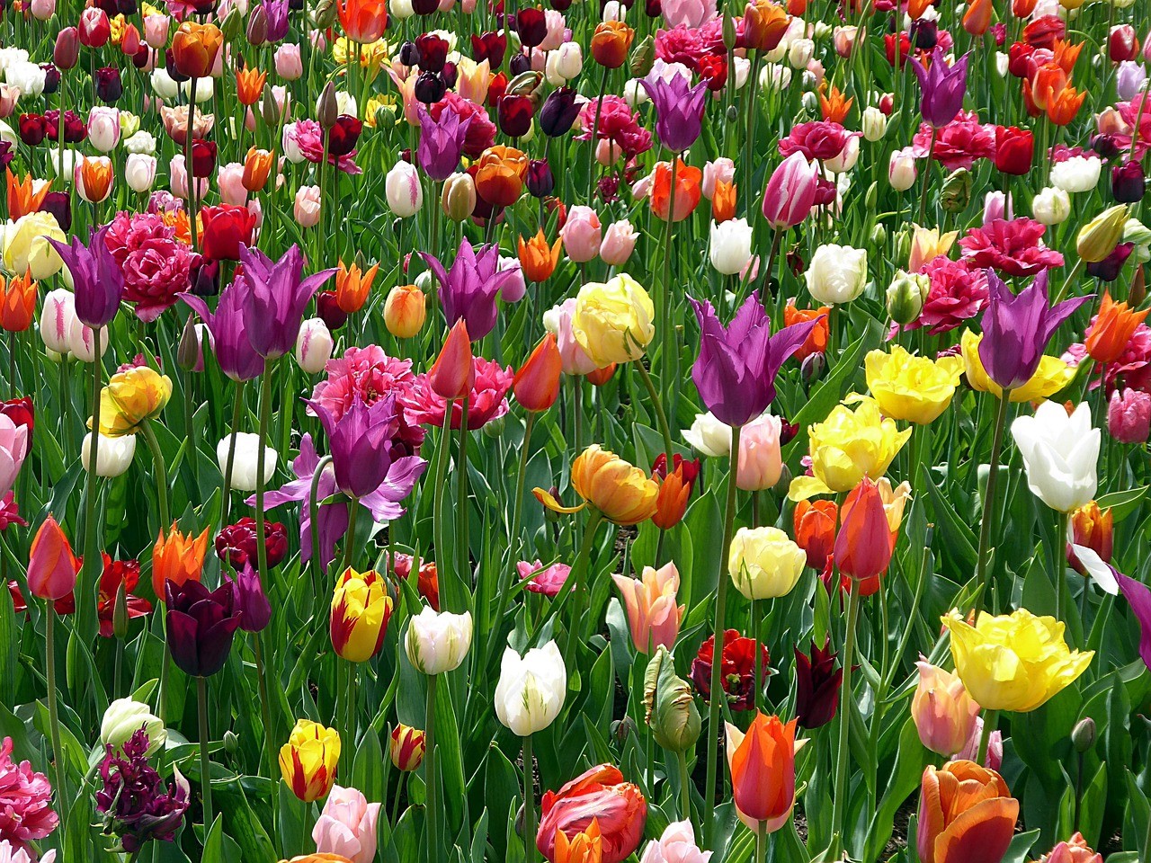 AMSTERDAM E I TULIPANI DI KEUKENHOF - Viaggi di gruppo - Basso Viaggi e ...